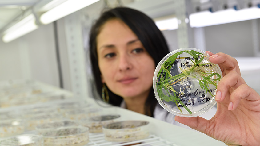 ICARDA 2030 Strategic Plan Update | ICARDA