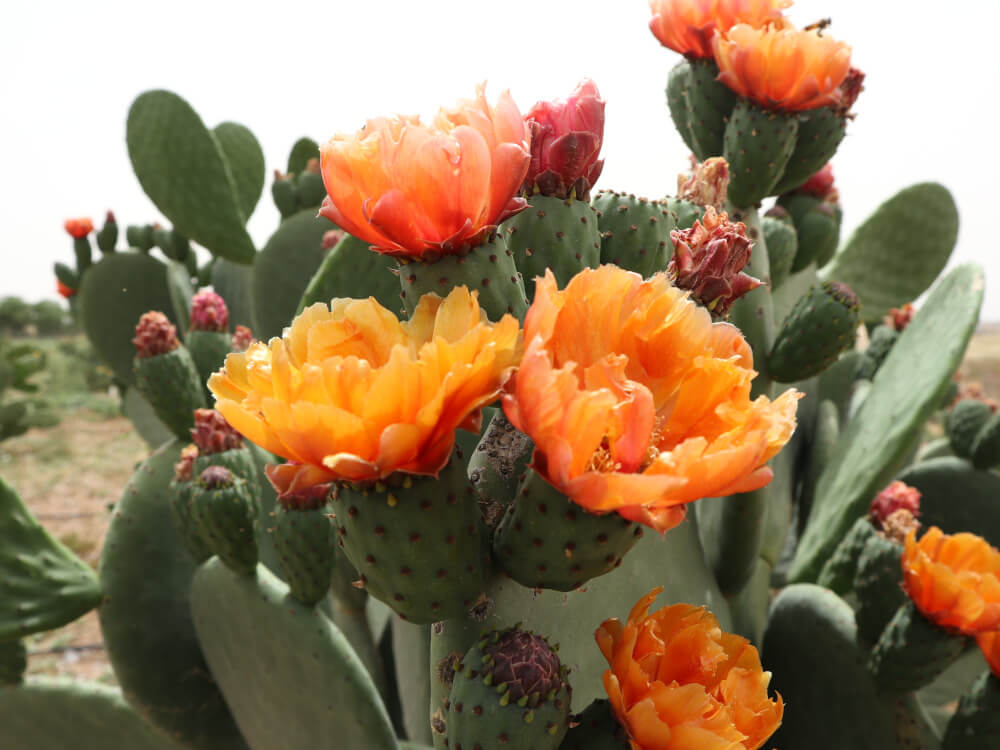 Win-Win for Nutrition, Climate Resilience in Bangladesh | ICARDA