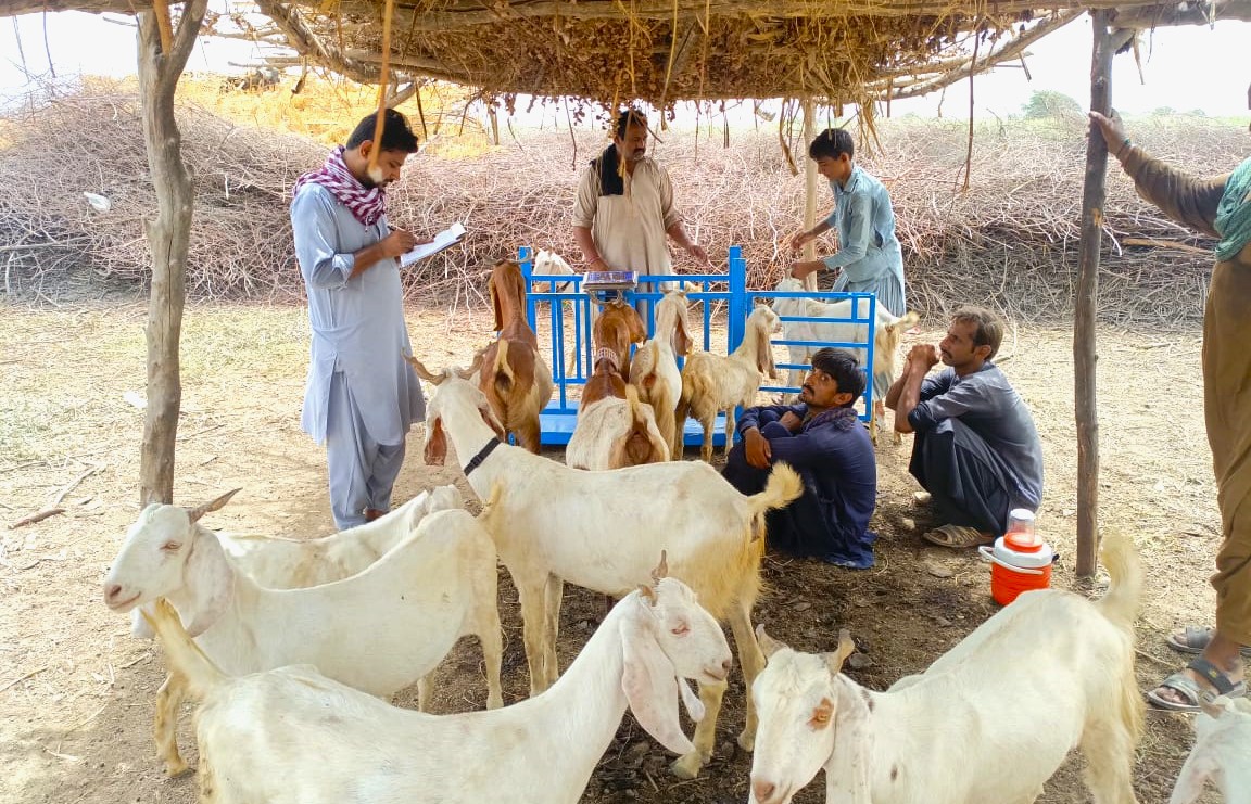 Cracking the goat code: A genomic leap for biodiversity and sustainable ...