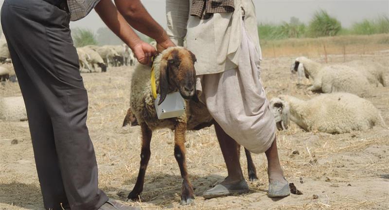 Effective data management is a game changer for smallholder sheep and ...