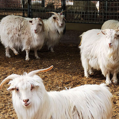Cracking the goat code: A genomic leap for biodiversity and sustainable ...