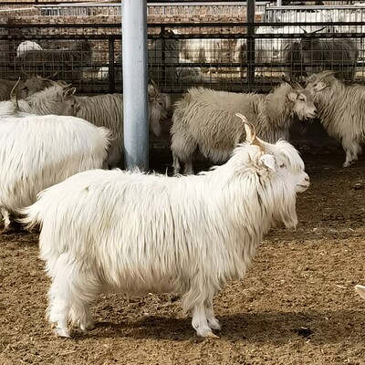 Cracking the goat code: A genomic leap for biodiversity and sustainable ...