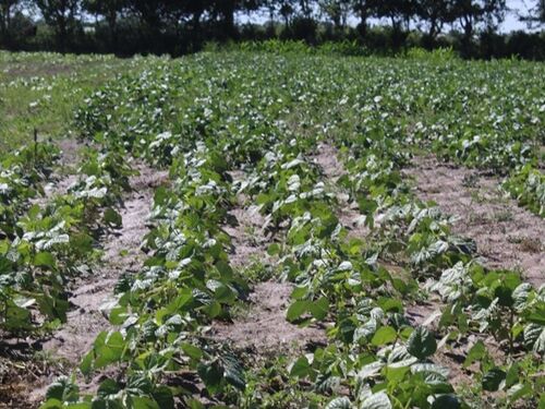 Crop Diversification Field Day for Farmers in the Aral Sea Region in Uzbekistan | ICARDA