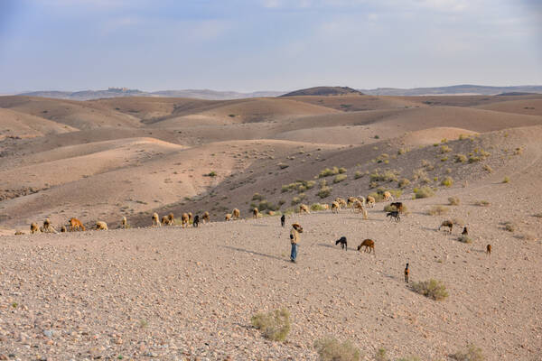 ICARDA in CWANA and the Middle East | ICARDA