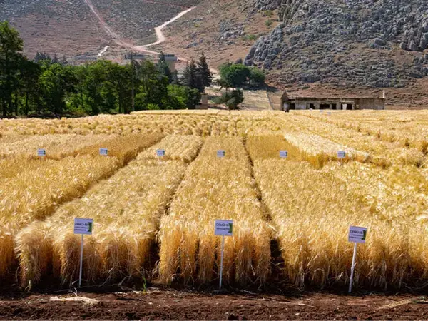 ICARDA | Science for resilient livelihoods in dry areas