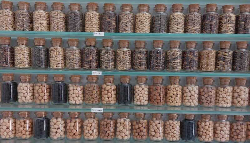 "Our seeds could start the next Green Revolution." | ICARDA
