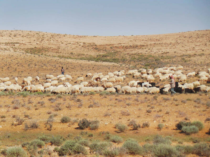 Restoring rangelands: the art of flexible livestock management | ICARDA