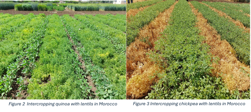 From Neglect to Necessity: Utilizing Underutilized Plants | ICARDA