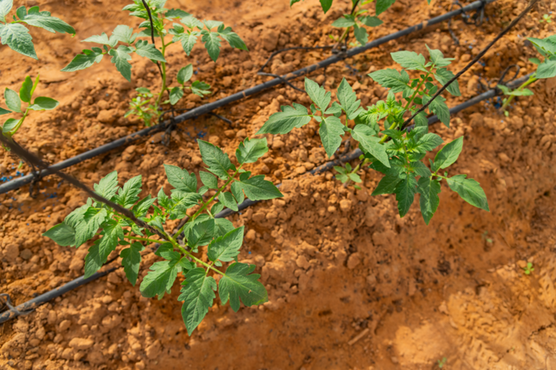 Inside ICARDA’s Integrated Desert Farming Systems | ICARDA