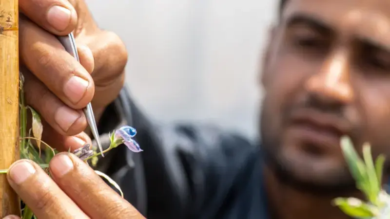 Grasspea and Finger Millet pre-breeding get a boost | ICARDA