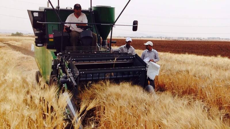 High yielding, Heat-Tolerant Wheat Varieties for Sub-Saharan Africa ...