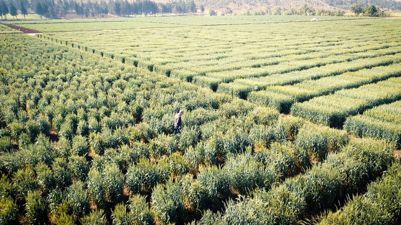 Forage Legumes | ICARDA