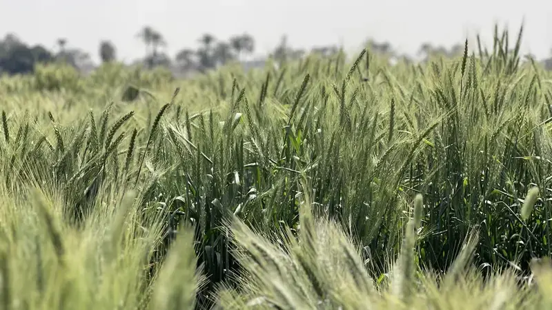 ICARDA Field Day to Introduce new Agronomic Tools in Bani Suwaif | ICARDA