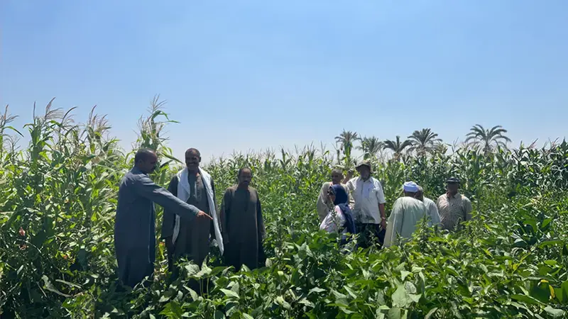 Cutting edge technology for Egyptian Farmers | ICARDA