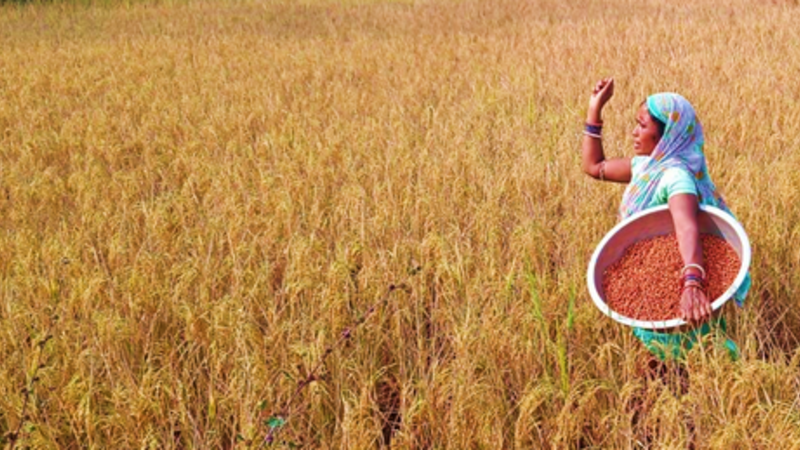 Transforming Rice Fallow with Grasspea | ICARDA