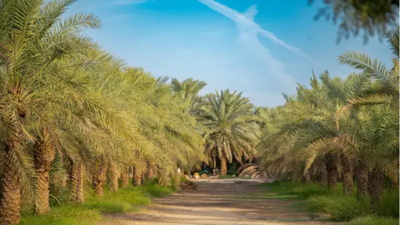 Inside ICARDA’s Integrated Desert Farming Systems | ICARDA