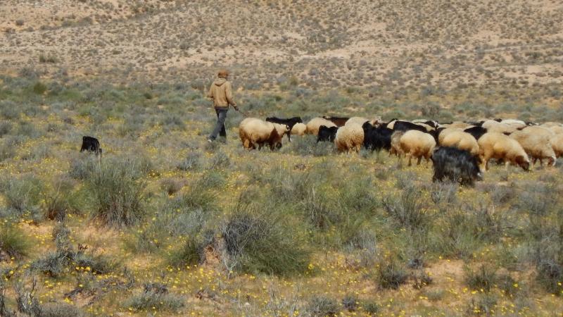 Traditional grazing-management practice makes an impact in southern ...