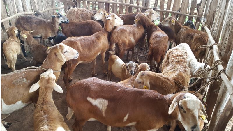 Ethiopia: Community-based breeding for genetic improvement of sheep and ...