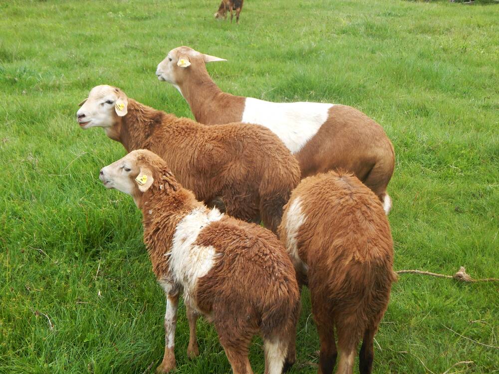 Effective data management is a game changer for smallholder sheep and ...