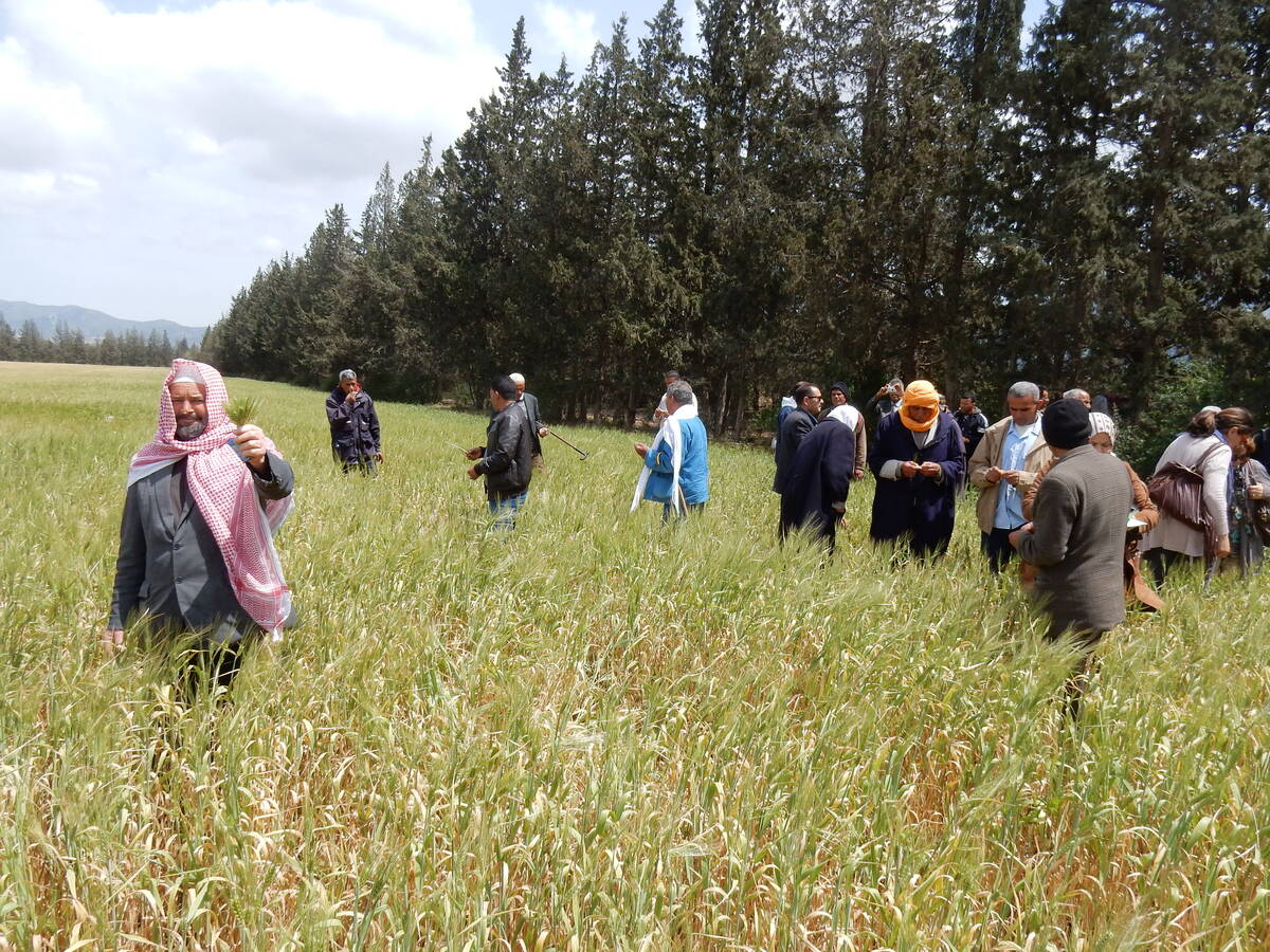 Climate Smart Crops | ICARDA