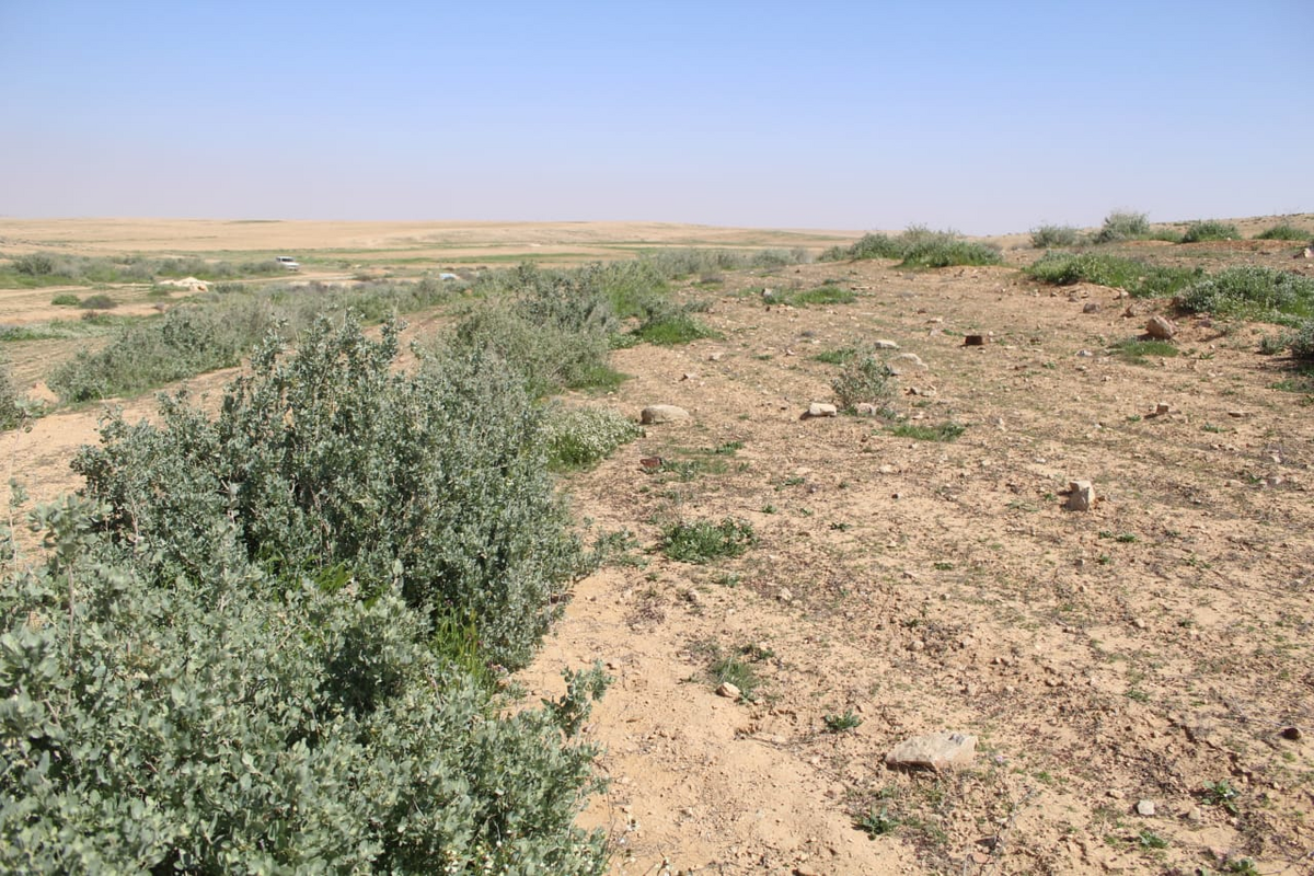 Rehabilitating desert through marabs | ICARDA