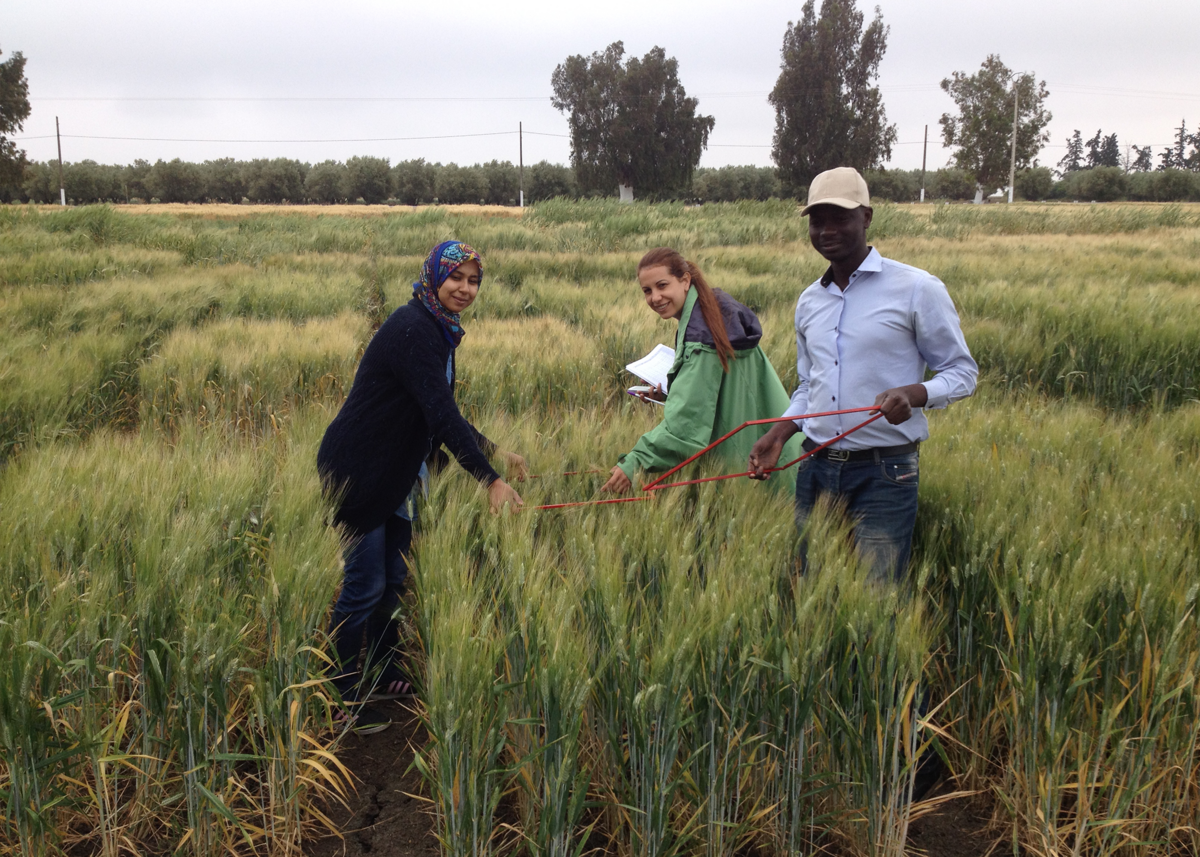 ICARDA and the Kingdom of Morocco – Celebrating a Decade of The Rainfed ...