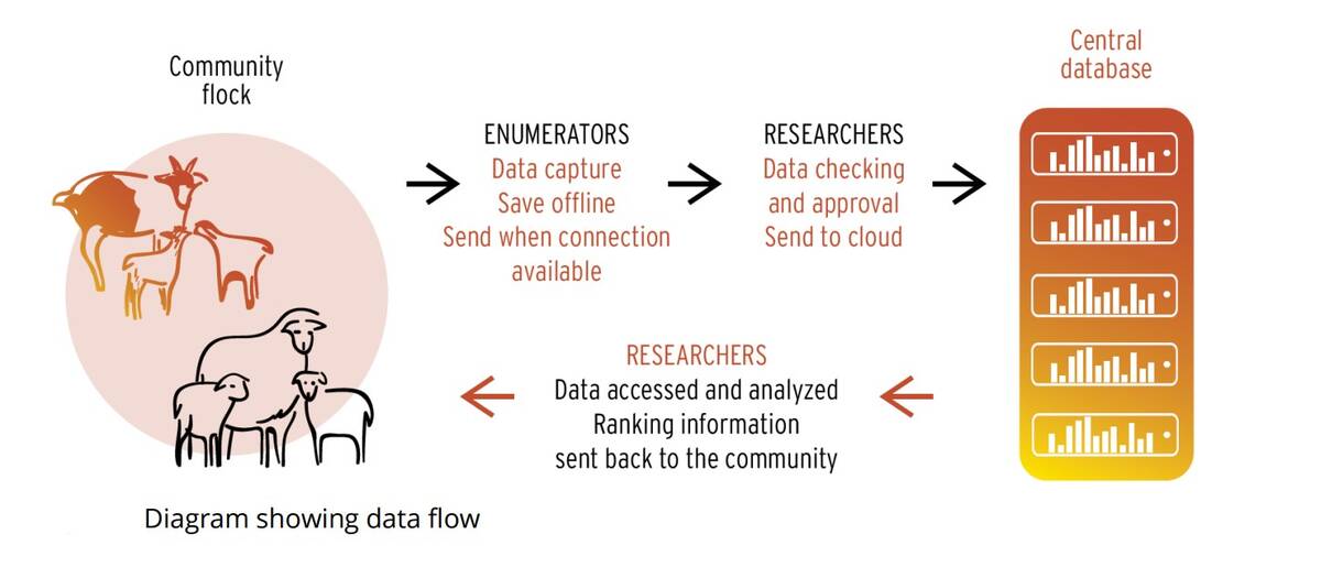 Effective data management is a game changer for smallholder sheep and ...
