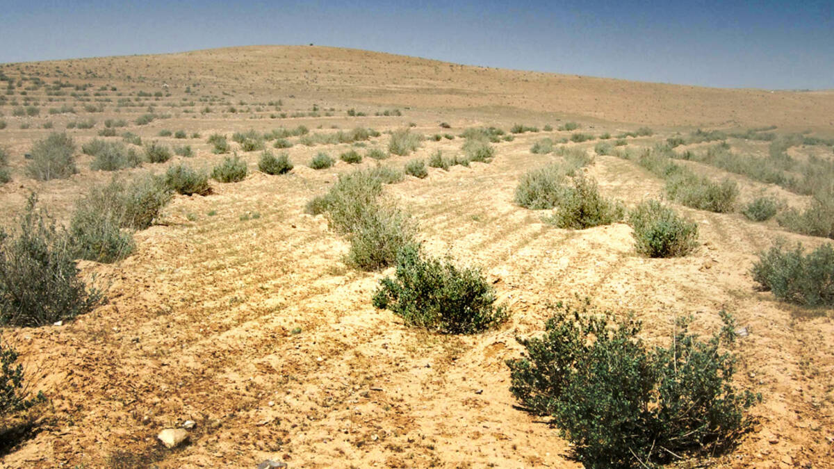 ICARDA | Science for resilient livelihoods in dry areas