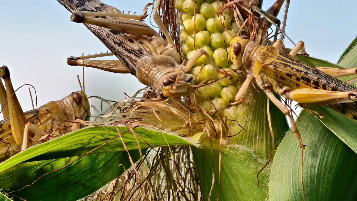 ICARDA | Science for resilient livelihoods in dry areas