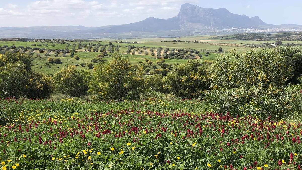 ICARDA | Science for resilient livelihoods in dry areas
