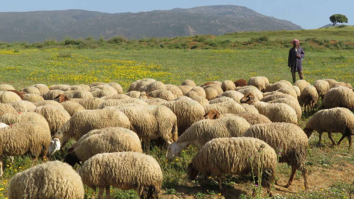 ICARDA | Science for resilient livelihoods in dry areas