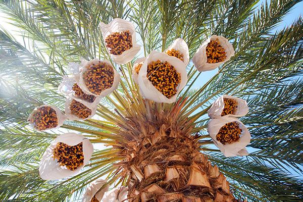 The Agricultural Goldmines of Deserts | ICARDA