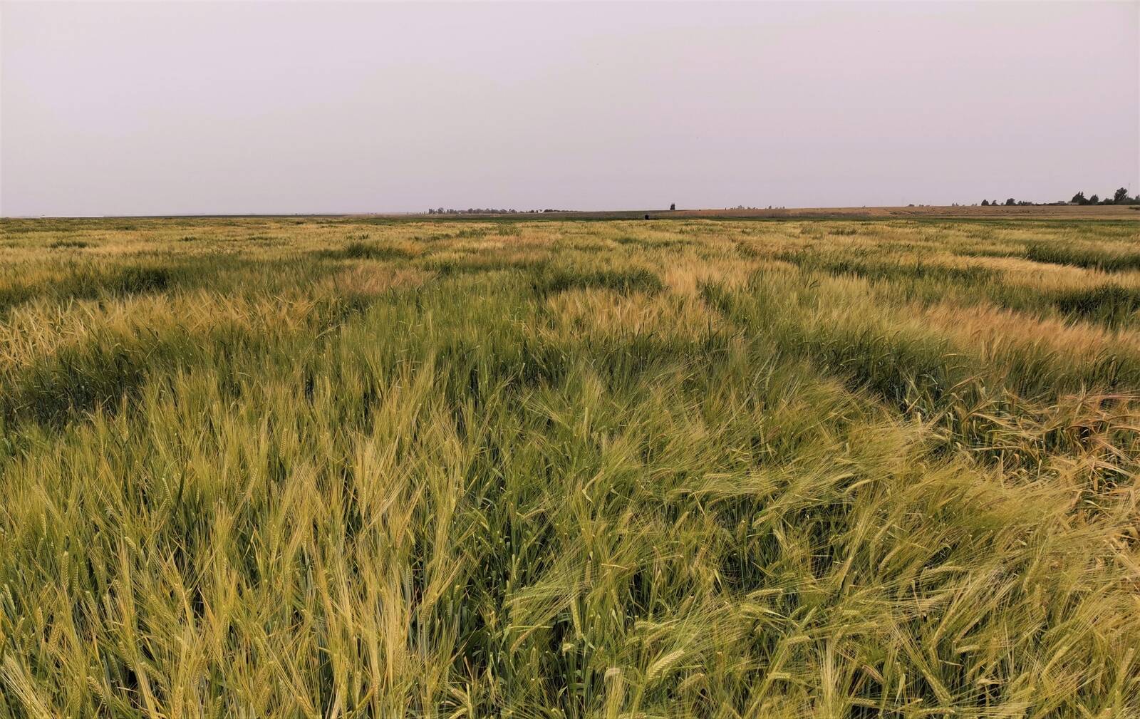 Improving Ethiopian Malt Barley in Ethiopia for Better Livelihoods and ...