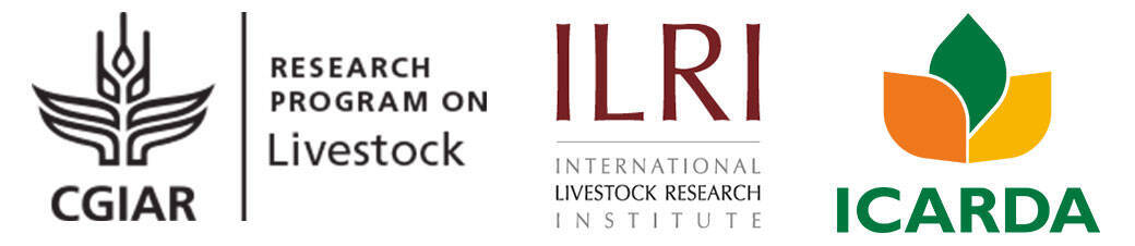 Community-based breeding programs for sheep and goats | ICARDA