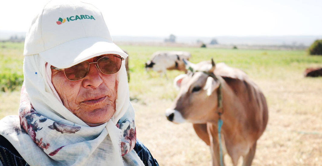 "Photo credit: Zied Idoudi, ICARDA authorized by the data subject ...