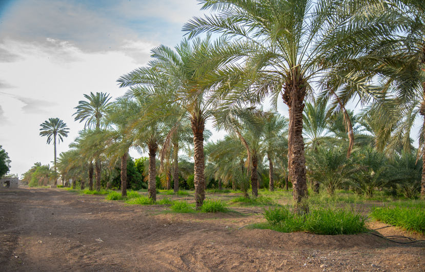 Inside ICARDA’s Integrated Desert Farming Systems | ICARDA