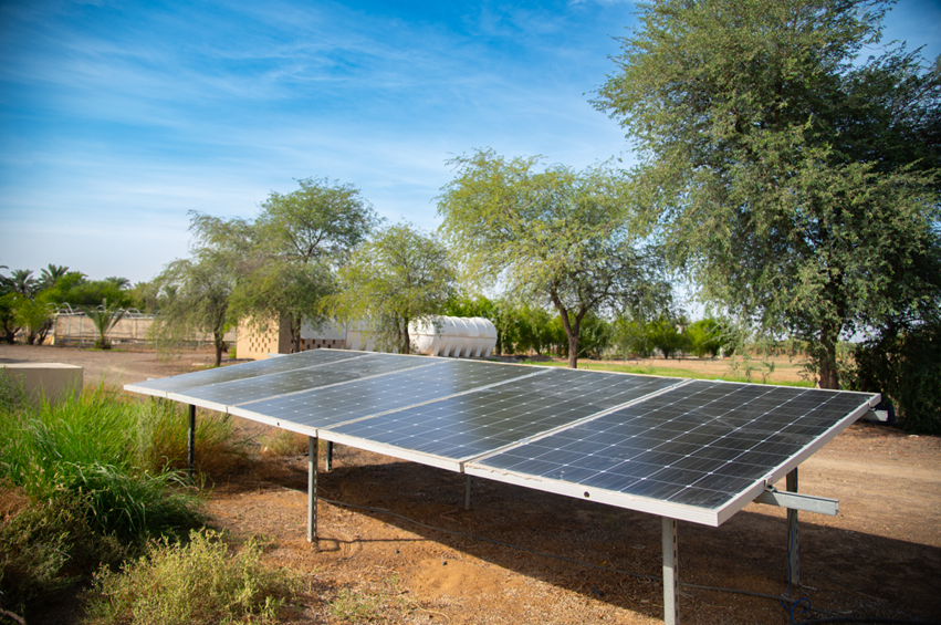 Inside ICARDA’s Integrated Desert Farming Systems | ICARDA