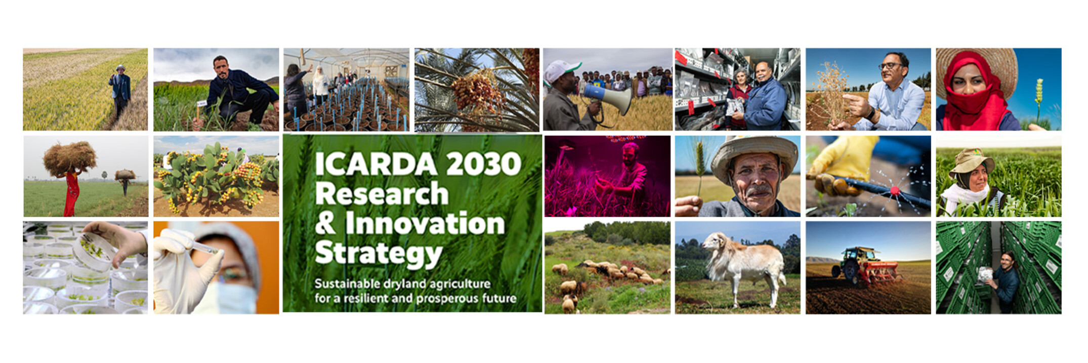 ICARDA’s 2030 Research and Innovation Strategy | ICARDA