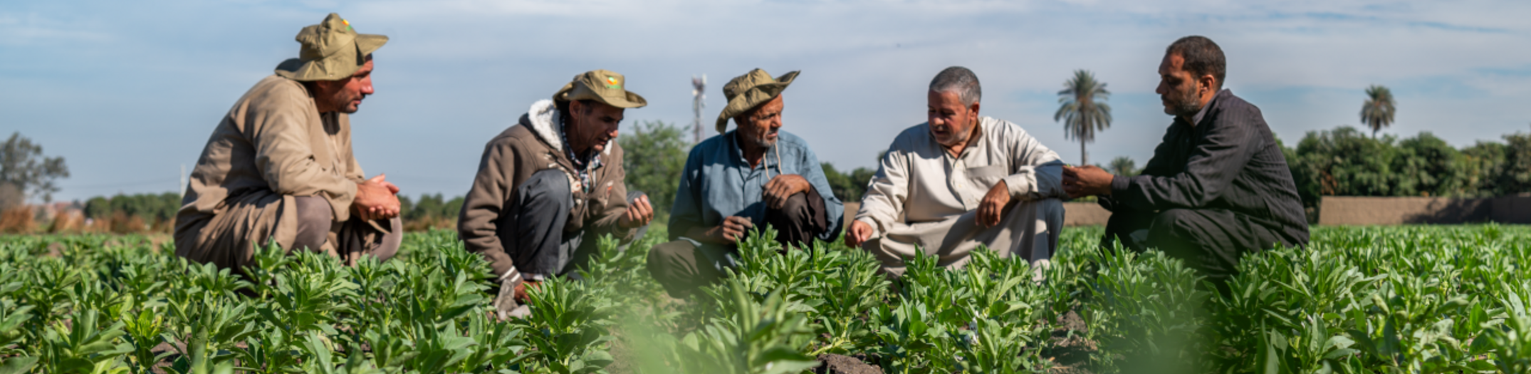 ICARDA in CWANA and the Middle East | ICARDA