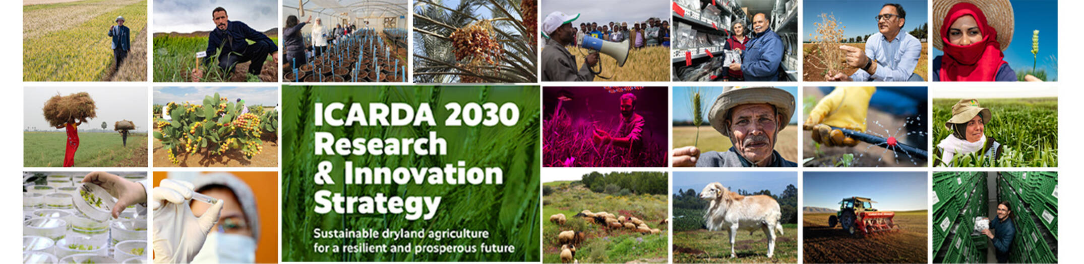 ICARDA’s 2030 Research and Innovation Strategy | ICARDA