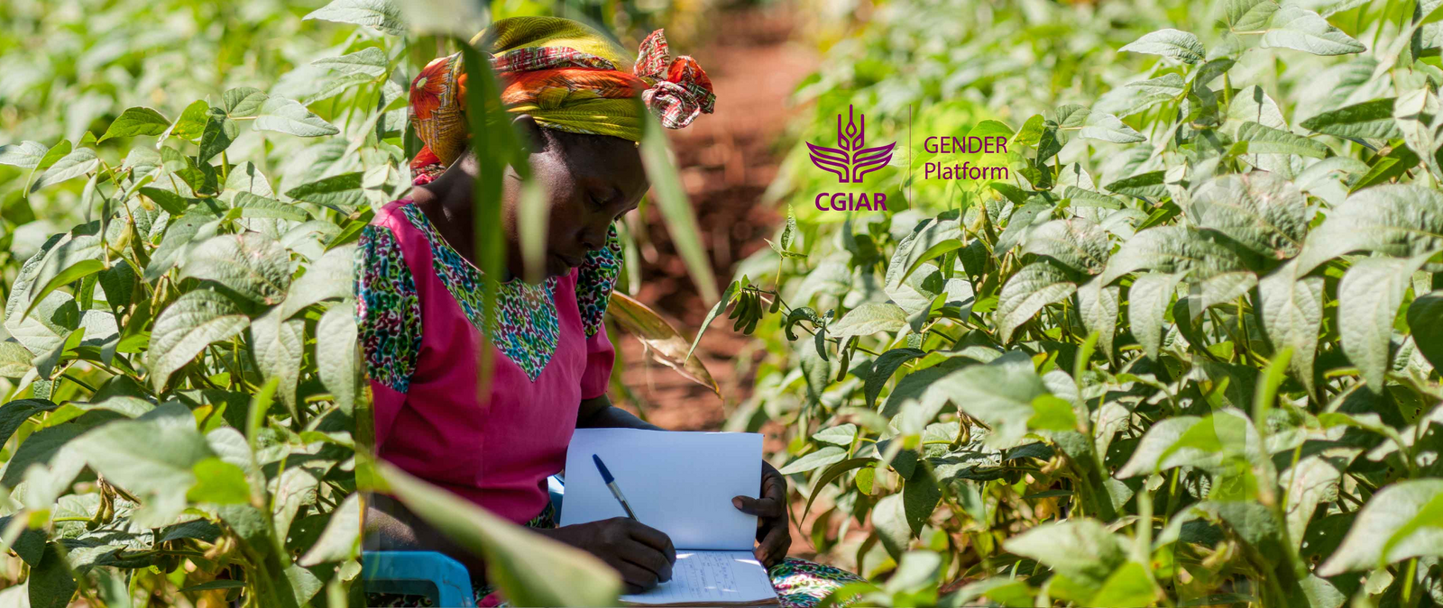 ICARDA | Science for resilient livelihoods in dry areas