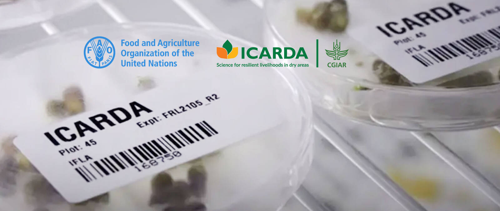 ICARDA | Science for resilient livelihoods in dry areas