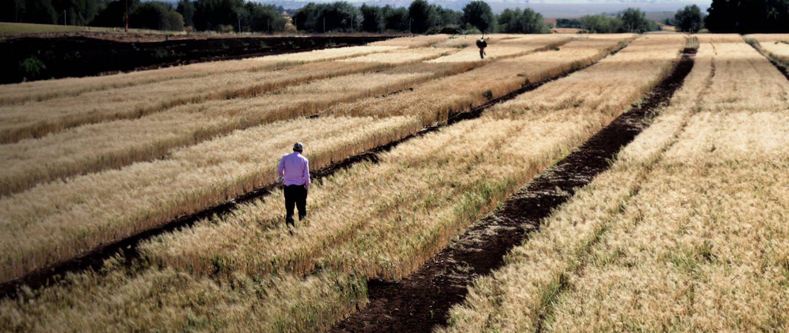 ICARDA | Science for resilient livelihoods in dry areas