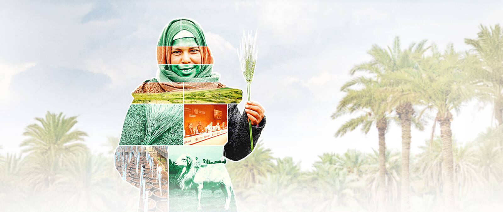 ICARDA | Science for resilient livelihoods in dry areas