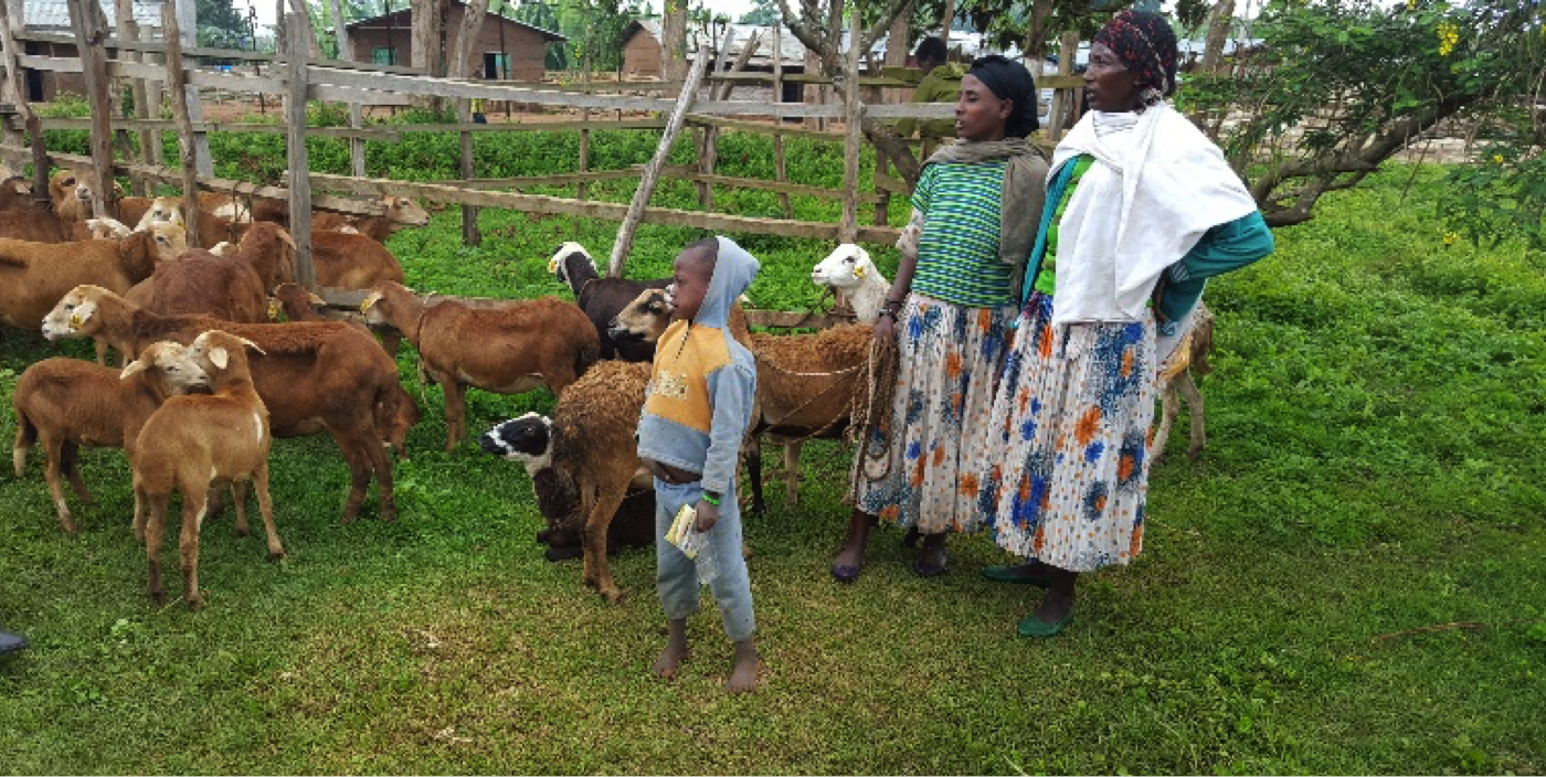Improving the Performance of Pro-Poor Sheep and Goat Value Chains for ...