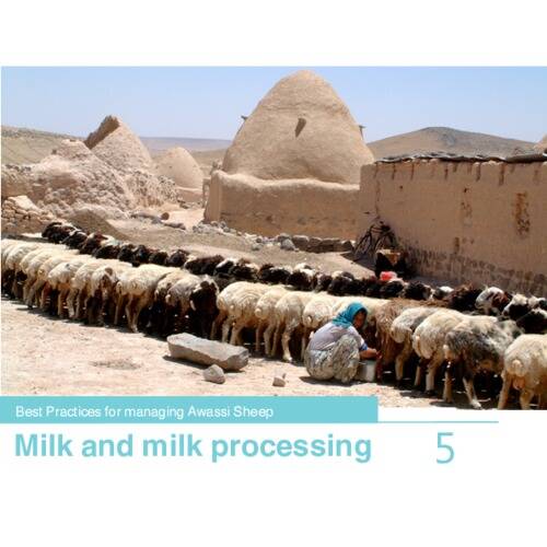 Best Practices for Managing Awassi Sheep 5-Milk and Milk Processing ...