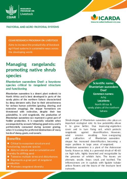 Managing rangelands: promoting native shrub species: Rhanterium ...