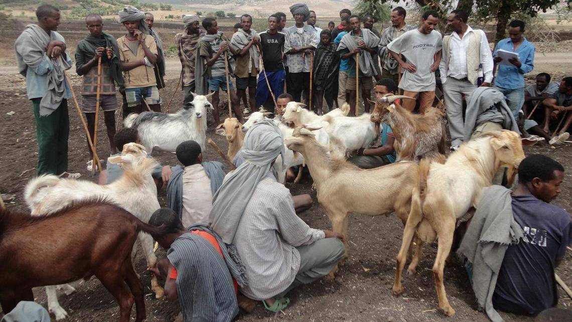 Resilient Agricultural Livelihood Systems | ICARDA