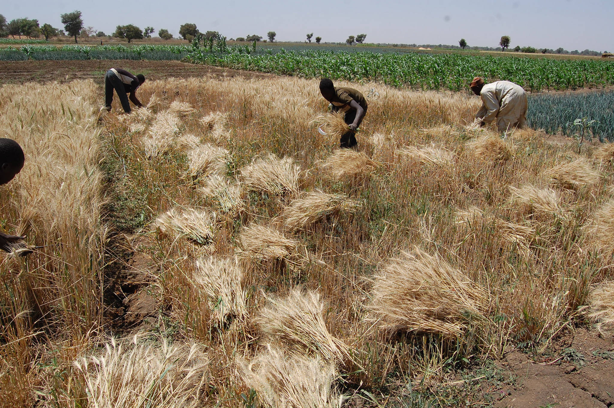 Breeding resilient crops of the future | ICARDA