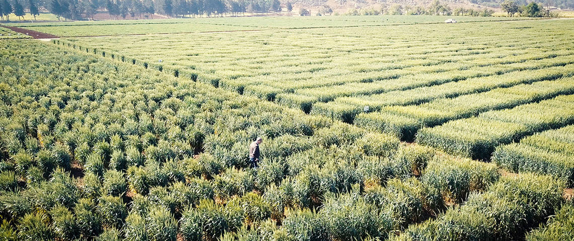 Documentary: Seeds of War | ICARDA